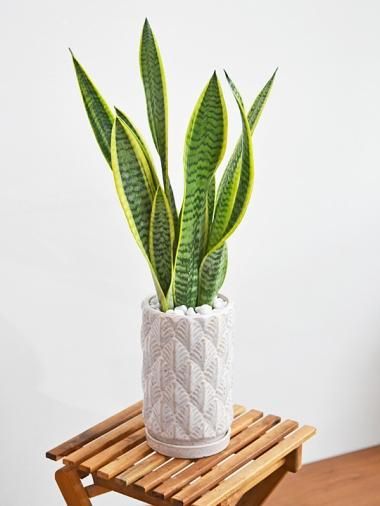 3,000~5,000円 - tree tree ~おしゃれな観葉植物 通販 3,000~5,000円 - tree tree ~おしゃれな観葉植物 通販