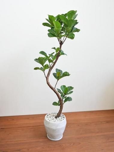 大きいサイズの観葉植物 - tree tree ~おしゃれな観葉植物 通販 大きいサイズの観葉植物 - tree tree ~おしゃれな観葉植物 通販