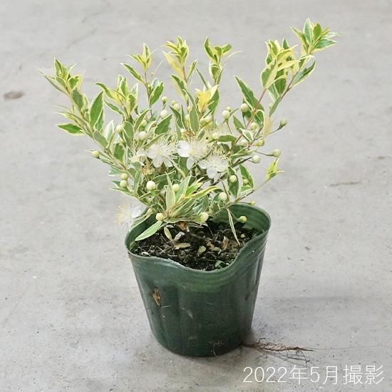 ギンバイカ・マートル3号苗の通信販売 | ハーブ マートルを自家 ギンバイカ・マートル3号苗の通信販売 | ハーブ マートルを自家